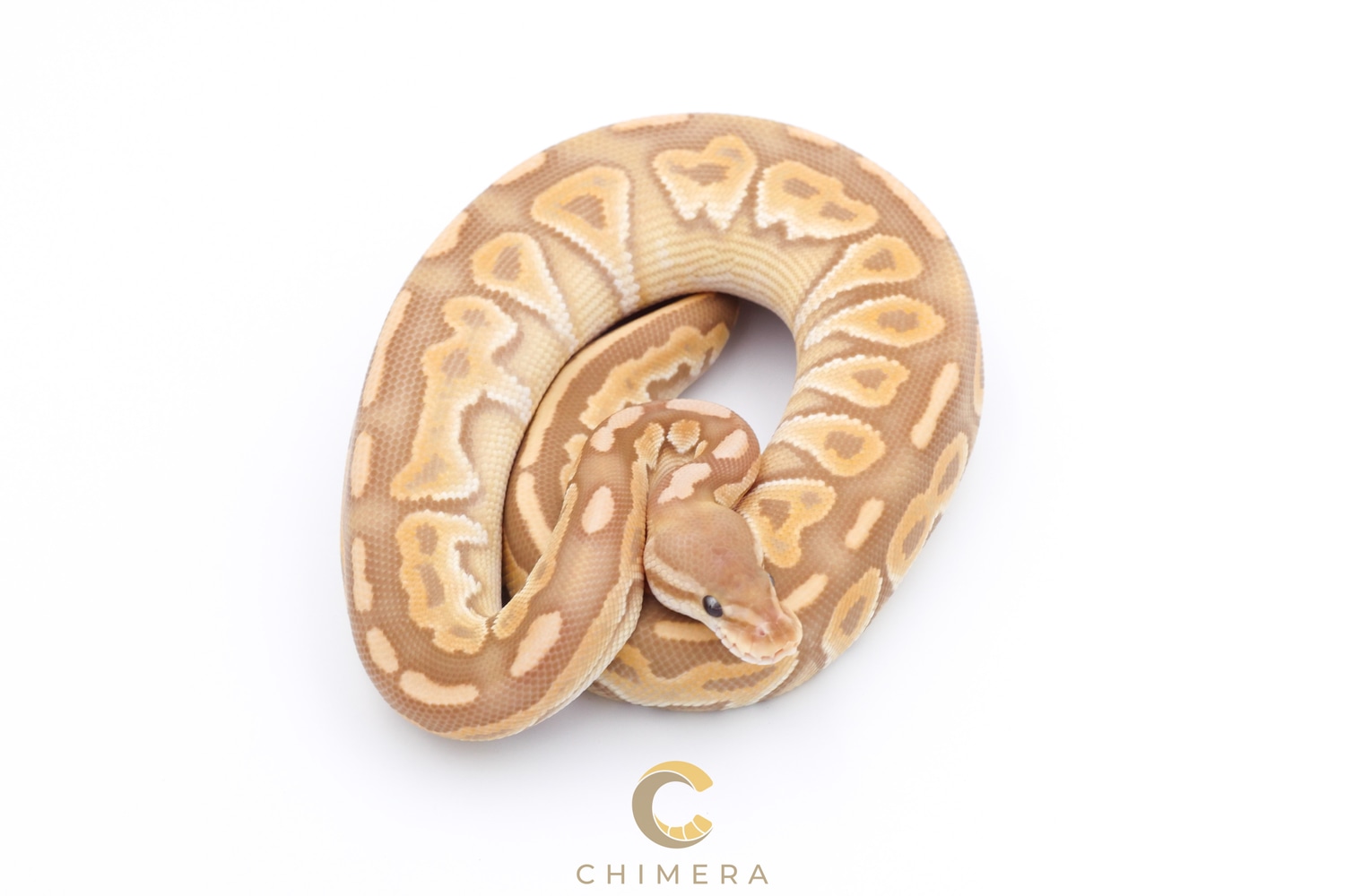 Cinnamon Ultramel Ball Python by Chimera - MorphMarket