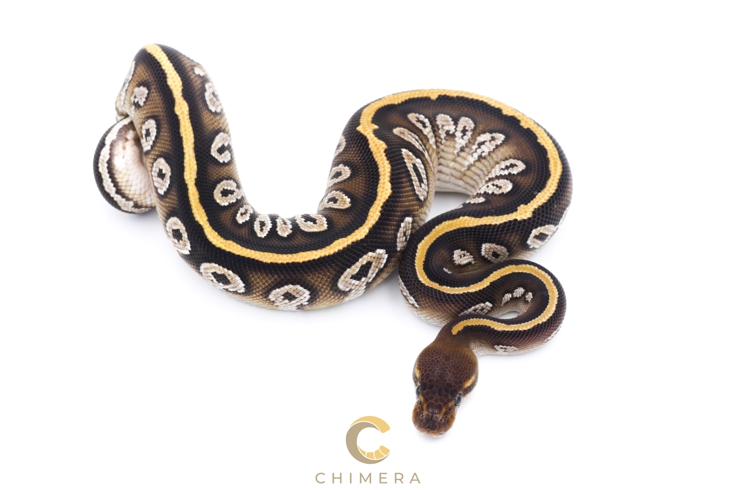 Mystic Cypress Ball Python by Chimera - MorphMarket
