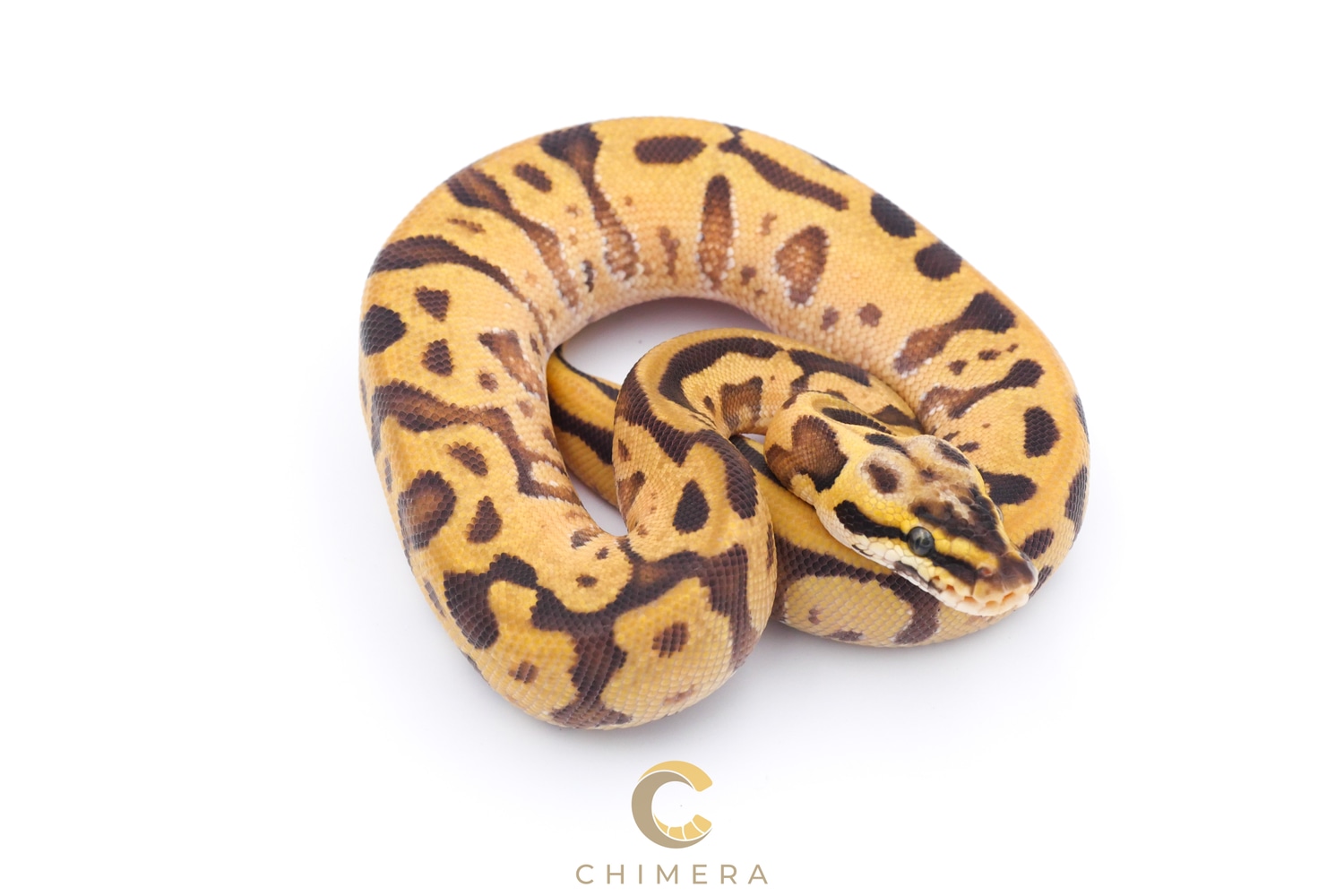 Pastel Orange Dream Enchi Leopard Yellowbelly Ball Python by Chimera ...