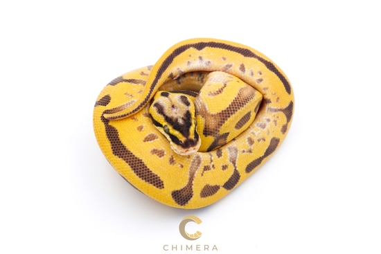 Pastel Orange Dream Enchi Leopard Yellowbelly Ball Python by Chimera