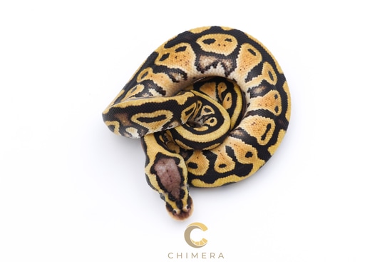 Pastel Spector Het Clown Ball Python by Chimera
