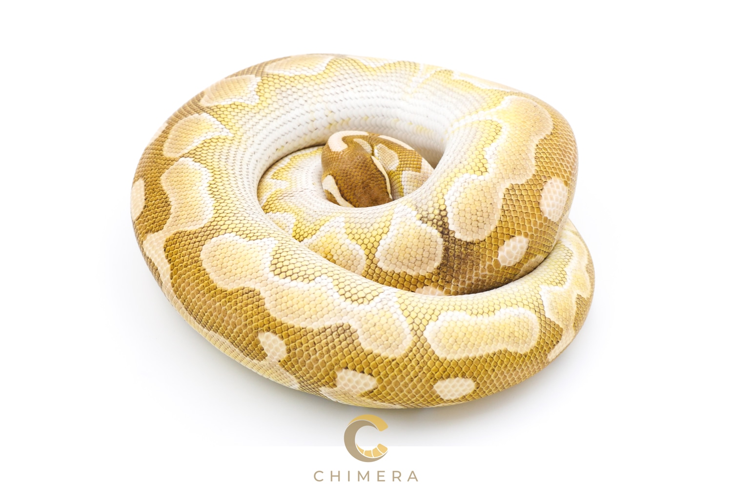 Cinnamon Butter Enchi Het Ultramel Ball Python by Chimera - MorphMarket
