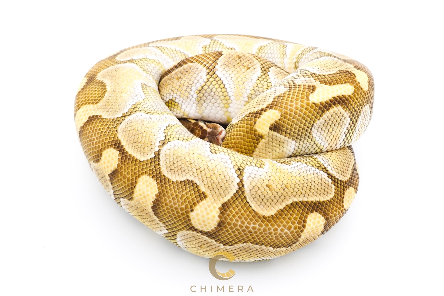 Butter Enchi Het Ultramel Ball Python by Chimera - MorphMarket