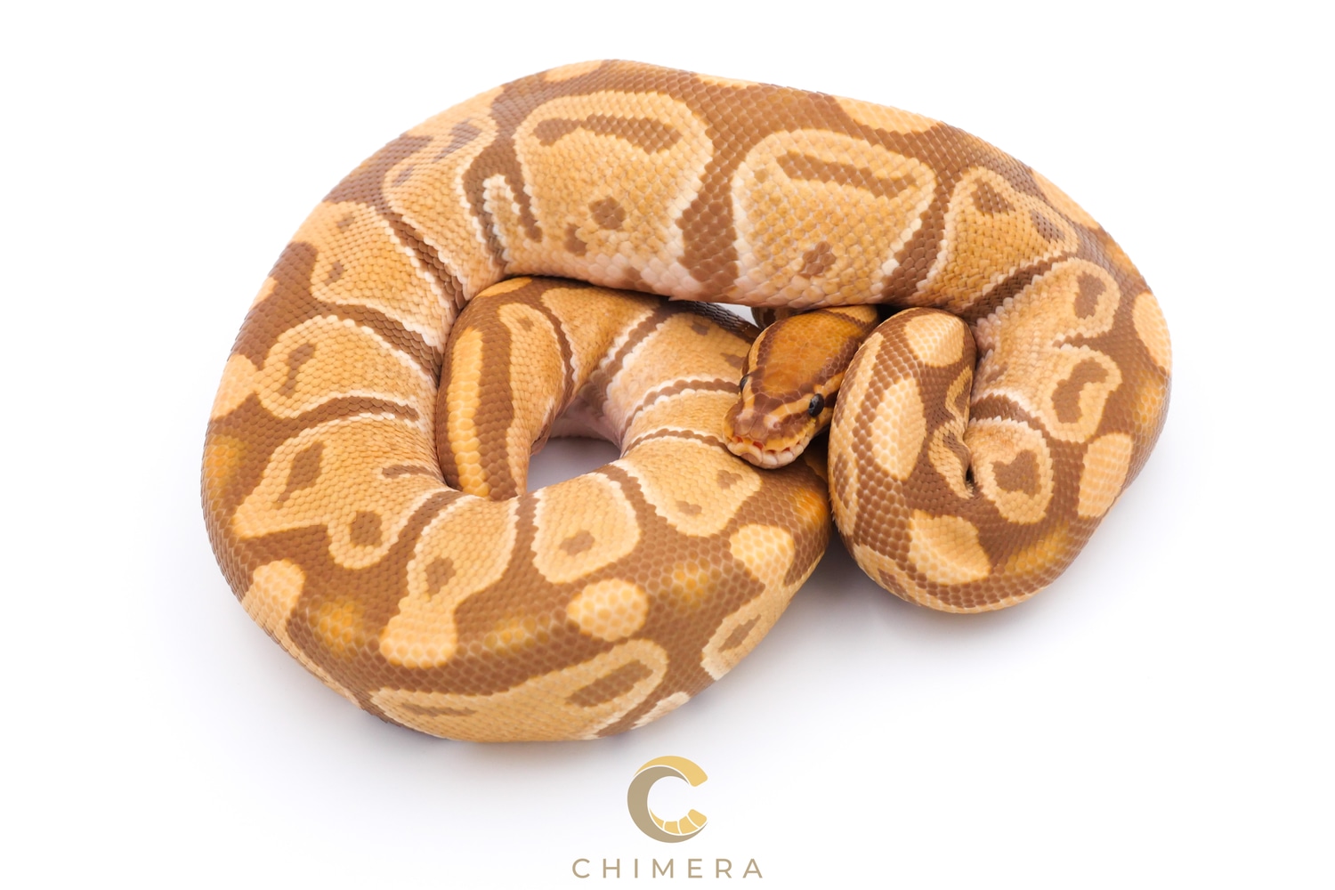 Ultramel Poss Het Clown Ball Python by Chimera - MorphMarket