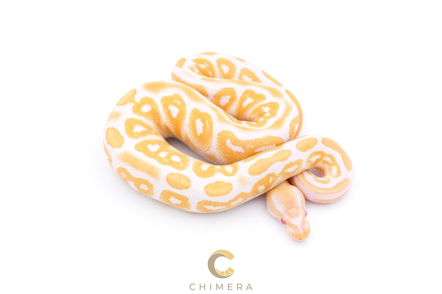 Albino Black Pastel Ball Python by Chimera - MorphMarket