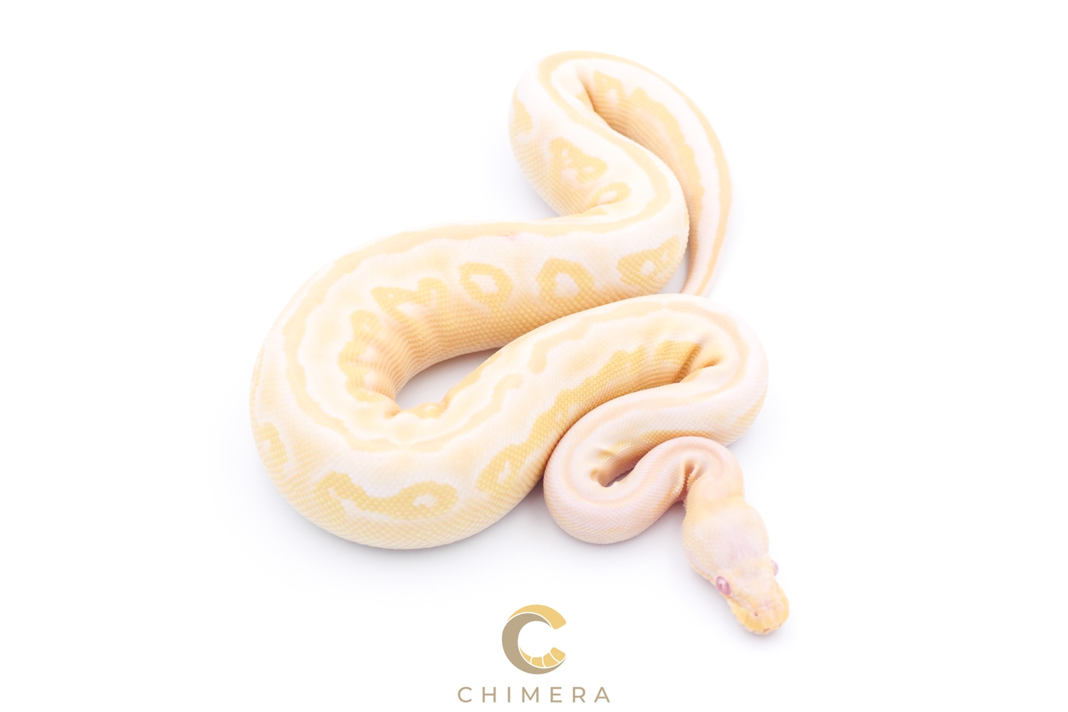 Albino Black Pastel Mojave Pastel Ball Python by Chimera - MorphMarket