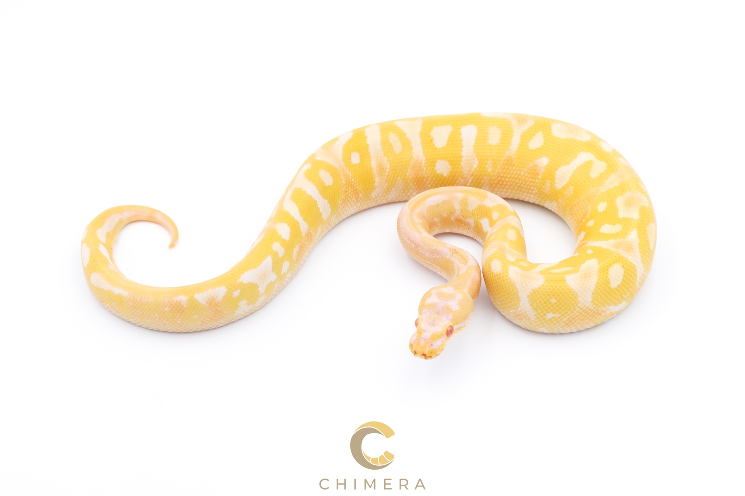 Albino Leopard Pastel Spotnose Ball Python by Chimera - MorphMarket