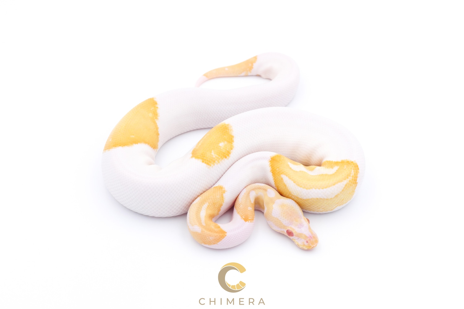 Albino Pied Pastel Ball Python by Chimera - MorphMarket