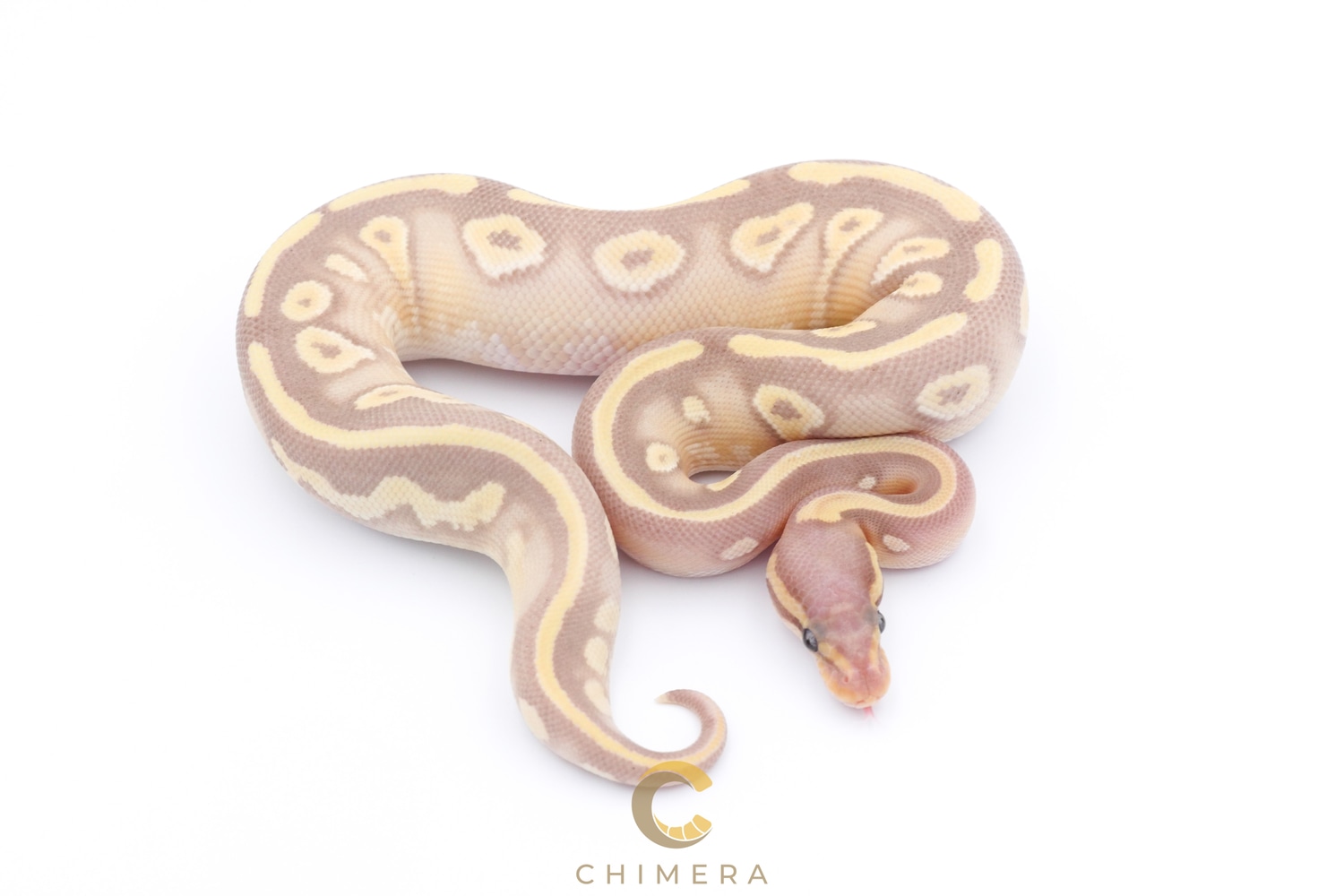 Banana Mojave Het Pied Ball Python by Chimera - MorphMarket