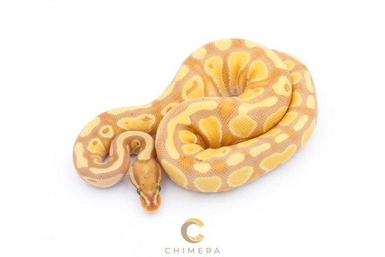 Banana Russo Het Pied Ball Python by Chimera