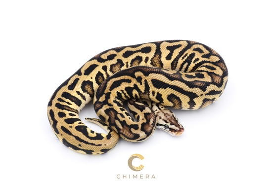 Pastel Leopard Spotnose Crypton Poss Het Desert Ghost Poss Het G Stripe ...
