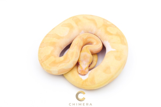 Candino Pied Enchi Ball Python by Chimera