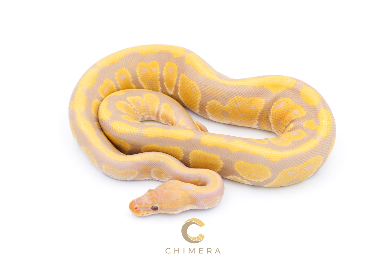 Candy Mahogany Ball Python by Chimera - MorphMarket