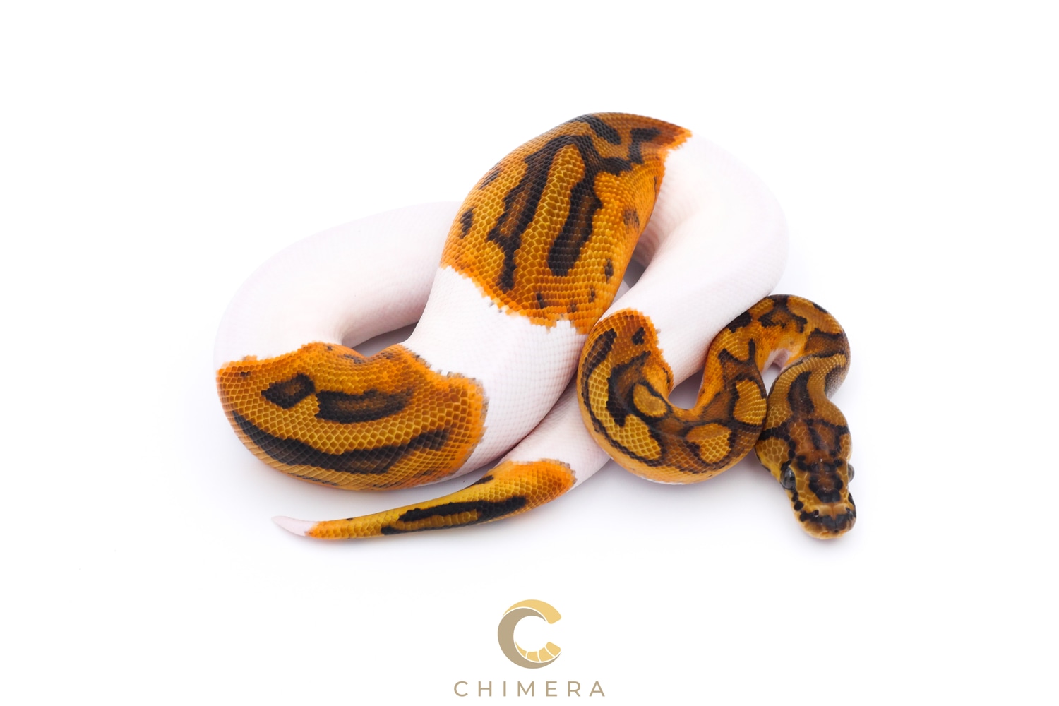 Clown Pied Ball Python by Chimera - MorphMarket