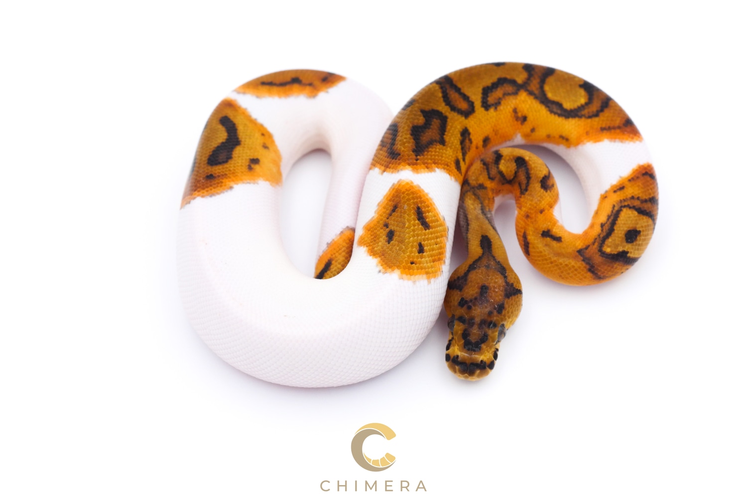 Clown Pied Ball Python by Chimera - MorphMarket