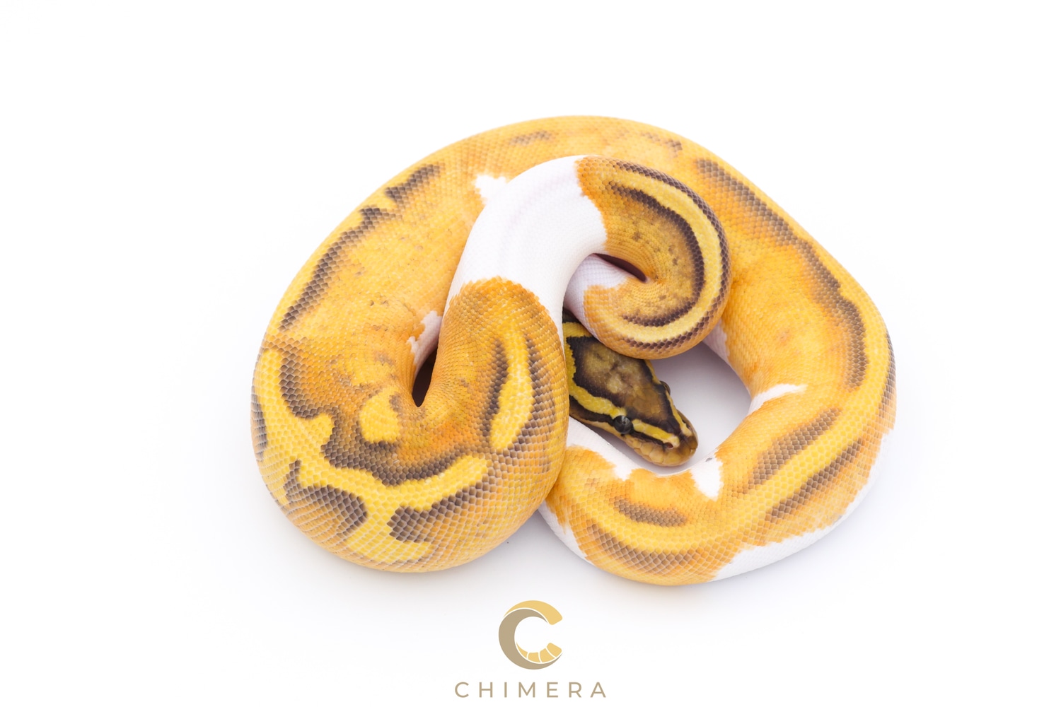 Ghost Pied Enchi Pastel Ball Python by Chimera - MorphMarket