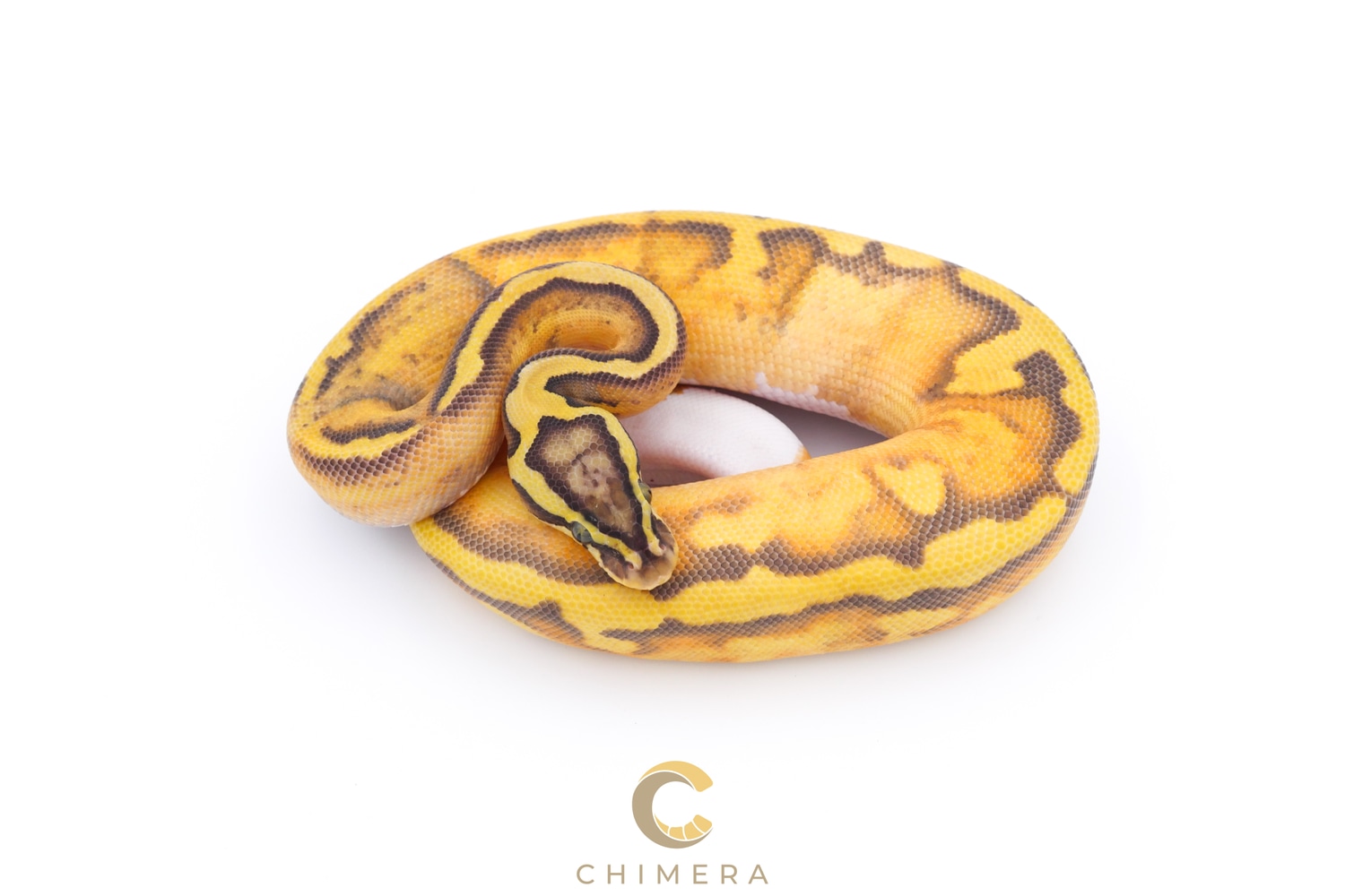 Ghost Pied Enchi Pastel Ball Python by Chimera - MorphMarket