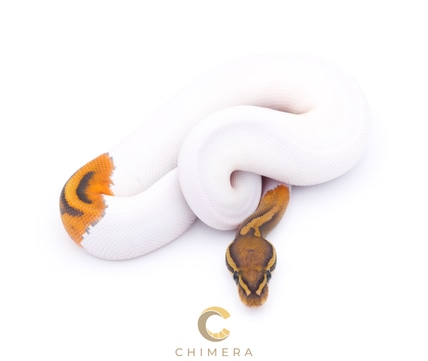 Clown Ghost Pied Ball Python by Chimera - MorphMarket