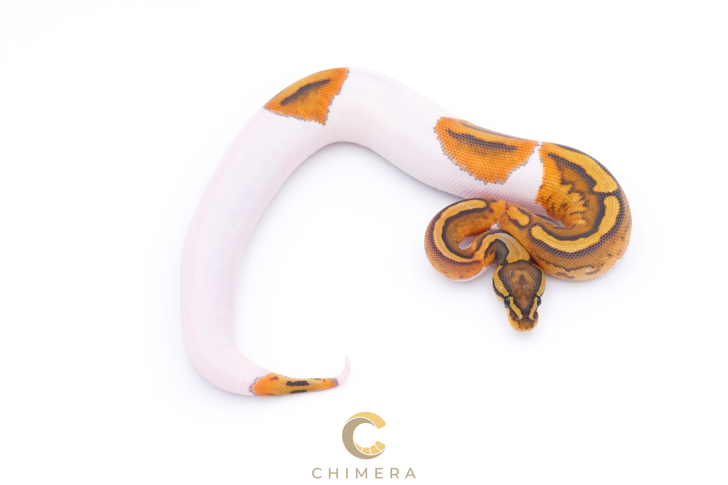Ghost Pied Het Clown Ball Python by Chimera - MorphMarket