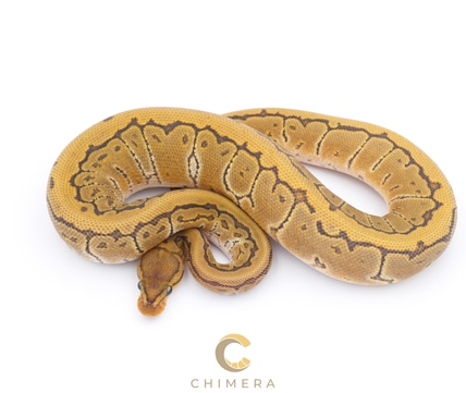 Clown Ghost Pinstripe Het Pied Ball Python by Chimera - MorphMarket