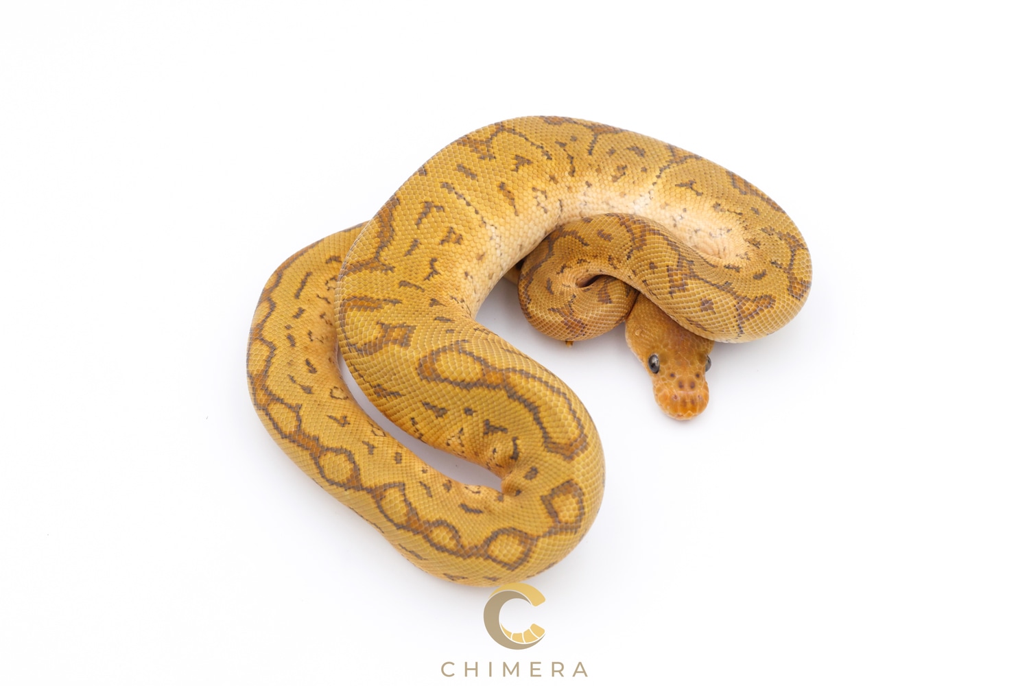 Clown Ghost Pinstripe Het Pied Ball Python by Chimera - MorphMarket