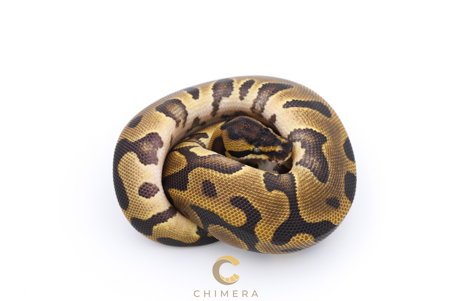 Enchi Leopard DH Axanthic Pied Ball Python by Chimera - MorphMarket