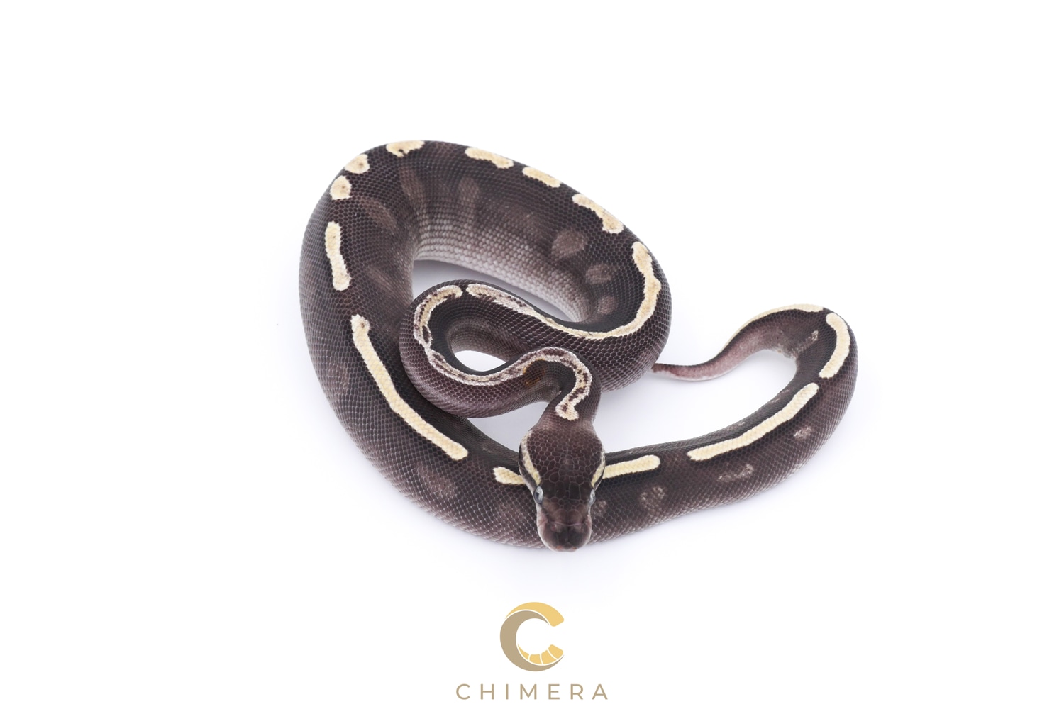 GHI Mojave Het Pied Ball Python by Chimera - MorphMarket