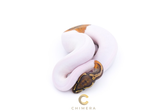 Ghost Pied Ball Python by Chimera