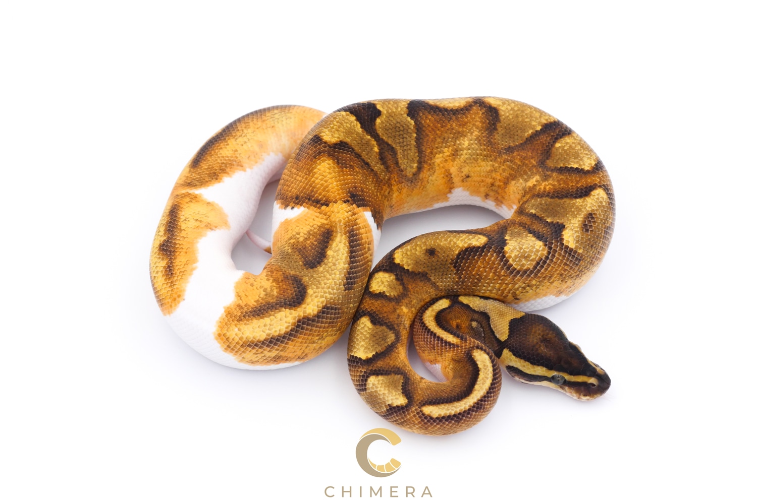 Pied Enchi Het Ghost Ball Python by Chimera - MorphMarket