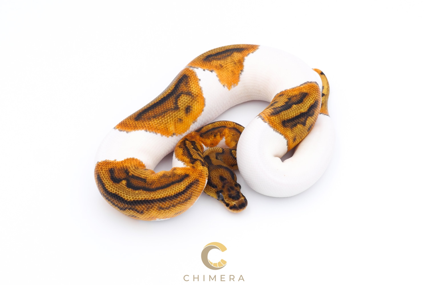 Clown Pied Ball Python by Chimera - MorphMarket