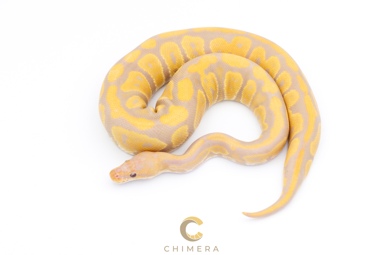 Candy Mahogany Ball Python by Chimera - MorphMarket