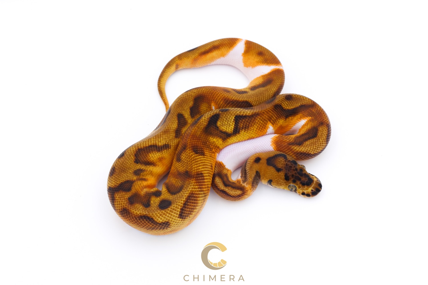 Clown Pied Enchi Ball Python by Chimera - MorphMarket