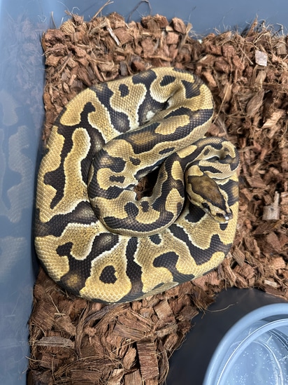 YB Puzzle Het Hypo Ball Python by Chimera