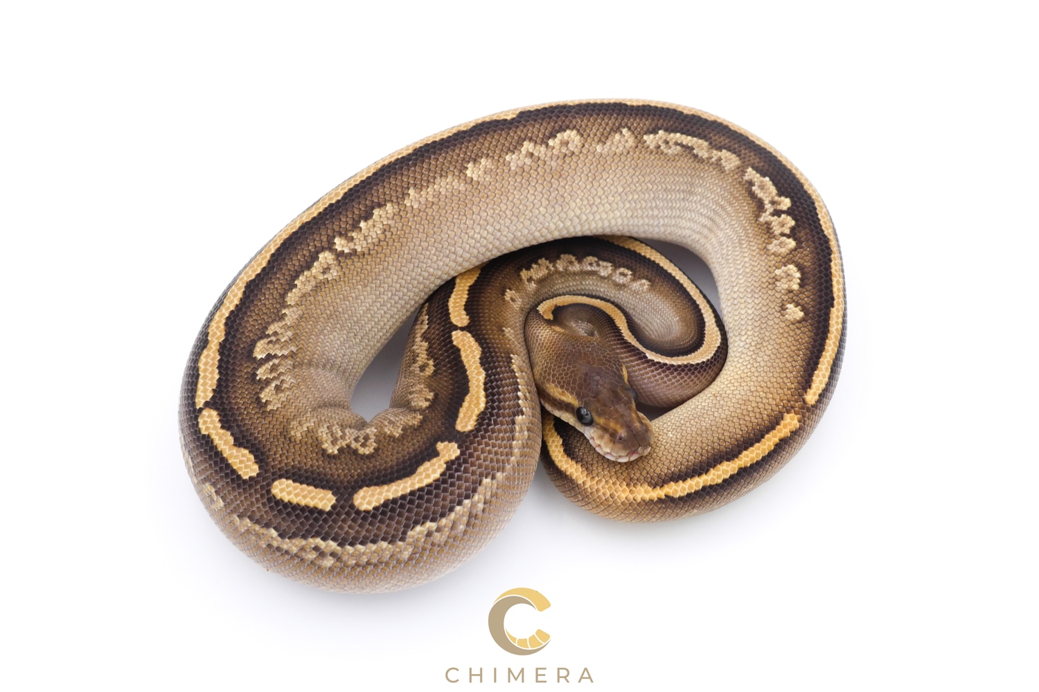 Black Pastel Mojave Het Pied Ball Python by Chimera - MorphMarket