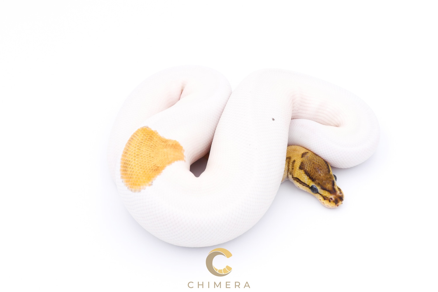 Pied Orange Dream Pinstripe Ball Python by Chimera - MorphMarket