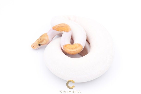 Pied Banana Pinto Ball Python by Chimera