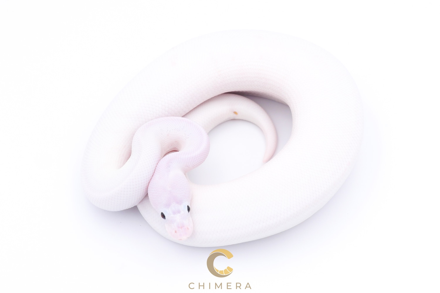 Pied Pinto White Ball Python by Chimera - MorphMarket