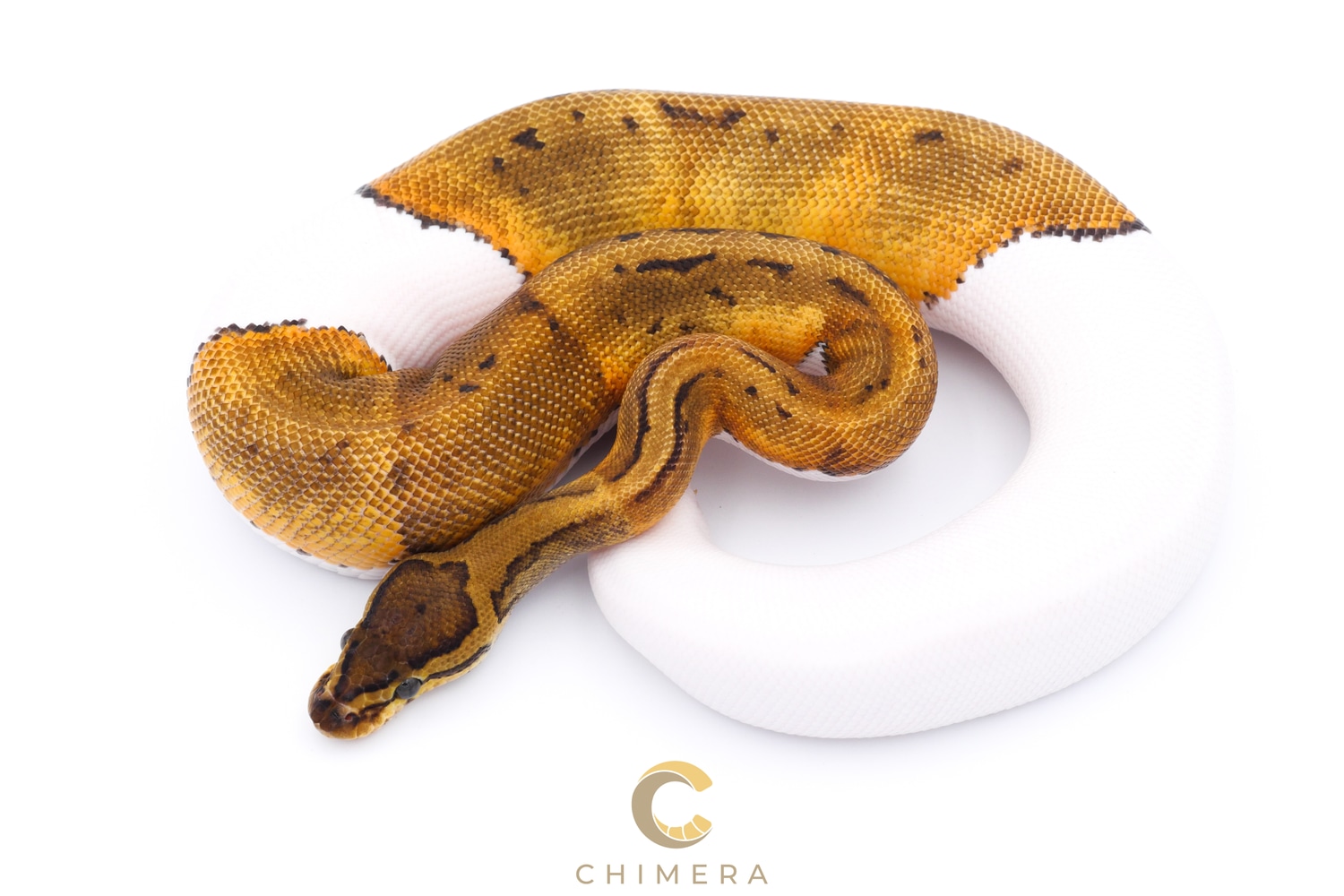 Pied Enchi Pinstripe Ball Python by Chimera - MorphMarket