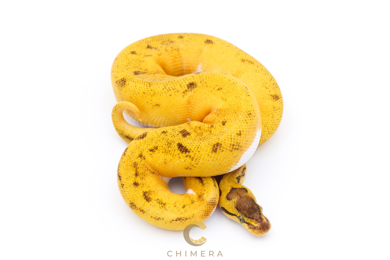 Pied Enchi Pastel Pinstripe Ball Python by Chimera - MorphMarket