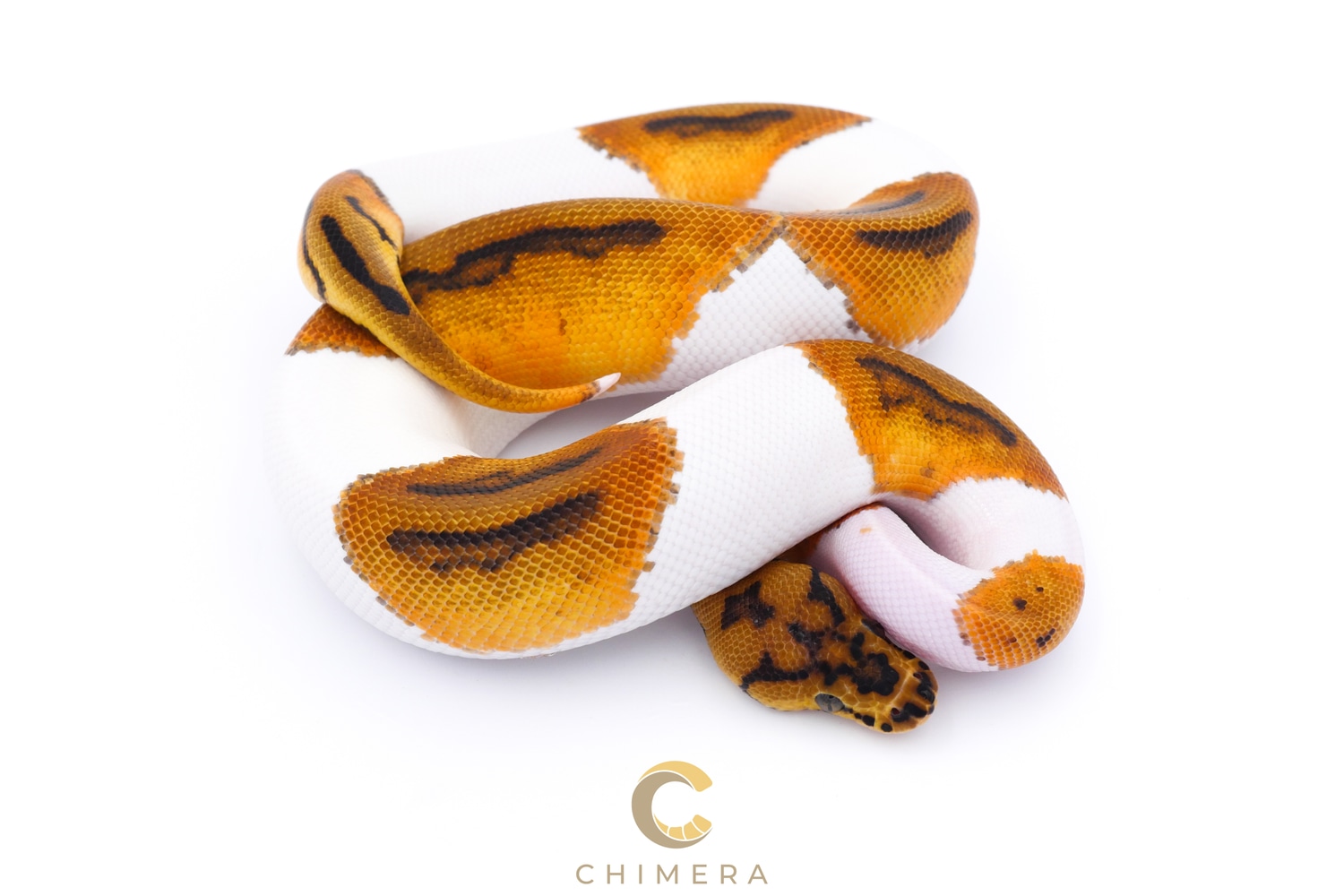 Clown Pied Ball Python by Chimera - MorphMarket