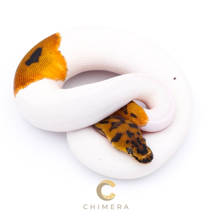 Pastel Fire Lace Clown 100% Het Pied Ball Python by Chimera - MorphMarket