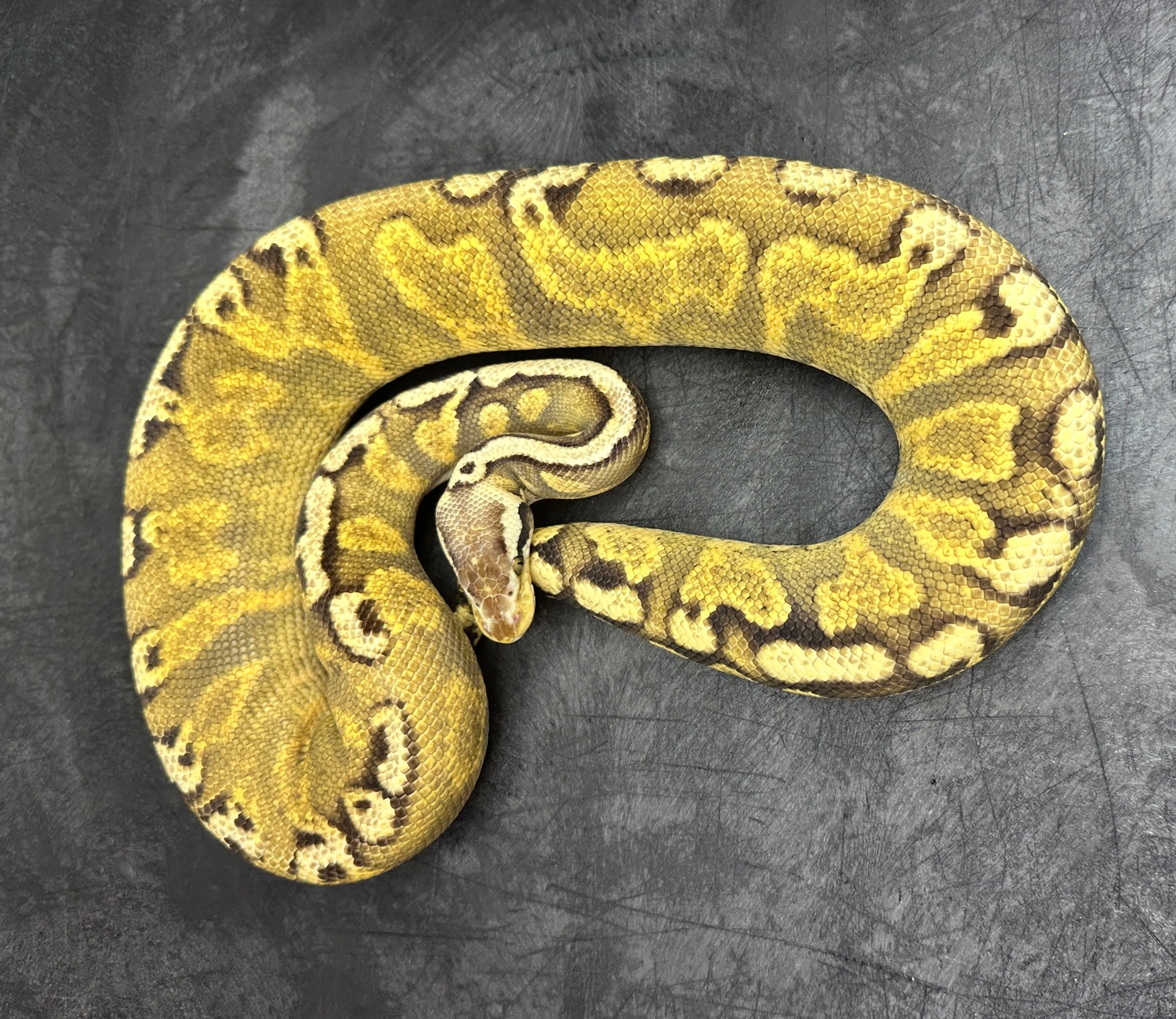 GHI Red Stripe Yellowbelly Het Desert Ghost Ball Python by Chimera ...