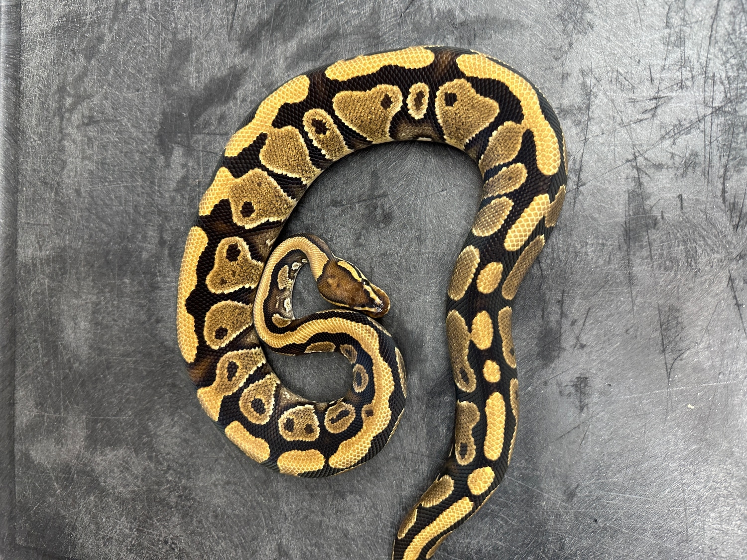 YB Or Asphalt Het Clown Ball Python by Chimera - MorphMarket