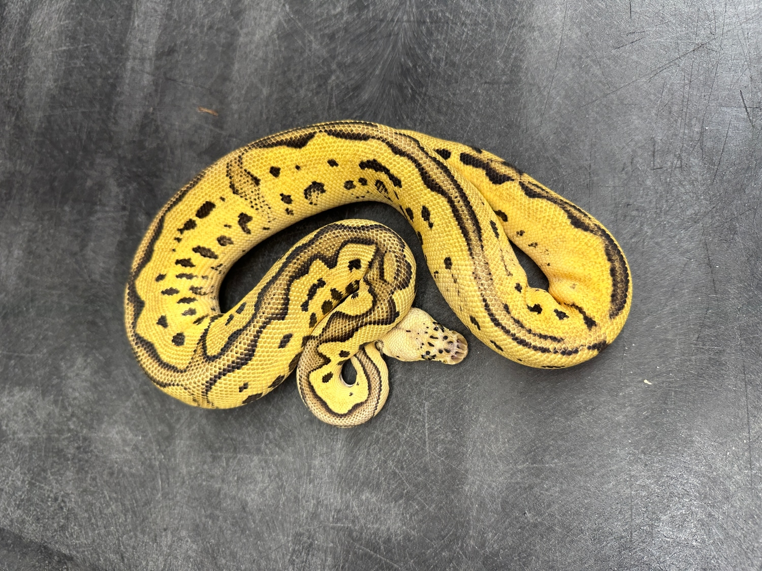 Yellowbelly Leopard Pastel Clown Het Pied Ball Python by Chimera ...