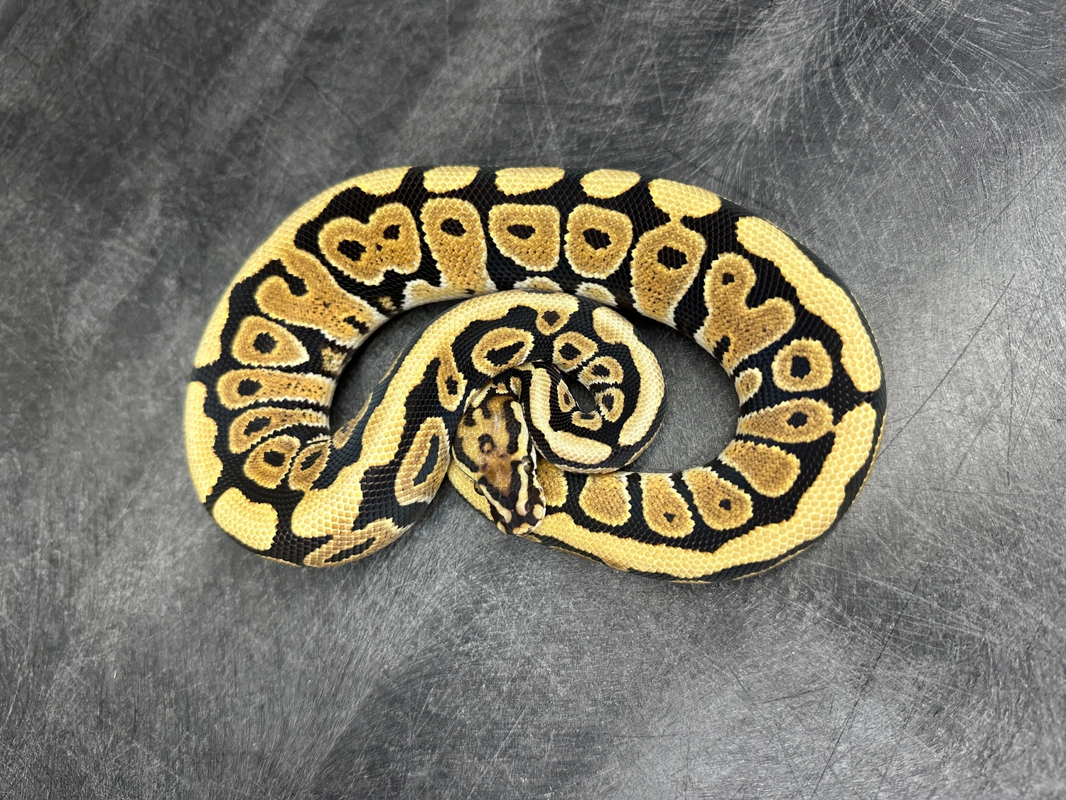 Lace Spotnose Het Clown Ball Python by Chimera - MorphMarket