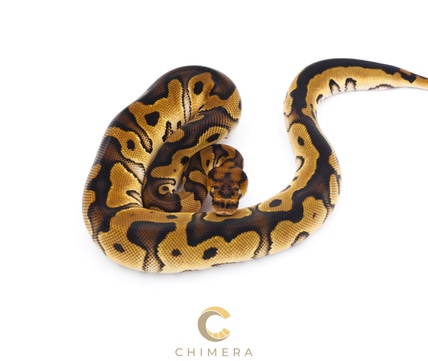 Cypress Redstripe Leopard Fire 50% Het Ultramel 50% Het Clown 50% Het ...