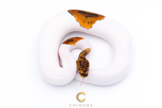 Clown Pied Ball Python by Chimera
