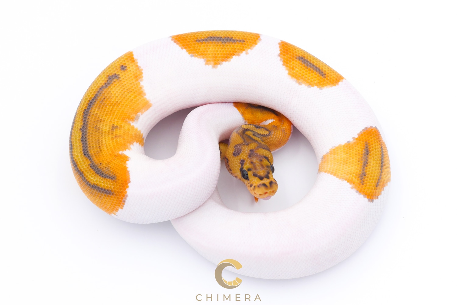 Clown Ghost Pied Ball Python by Chimera - MorphMarket