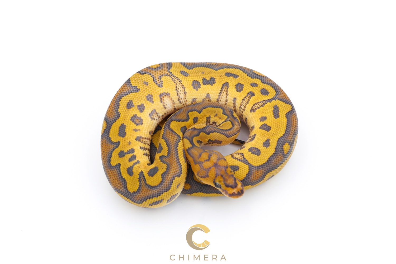 Clown Hypo Het Pied Ball Python by Chimera - MorphMarket