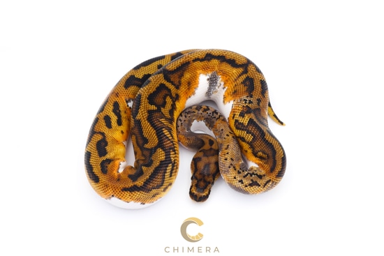 Clown Pied Het Albino Paradox Ball Python by Chimera